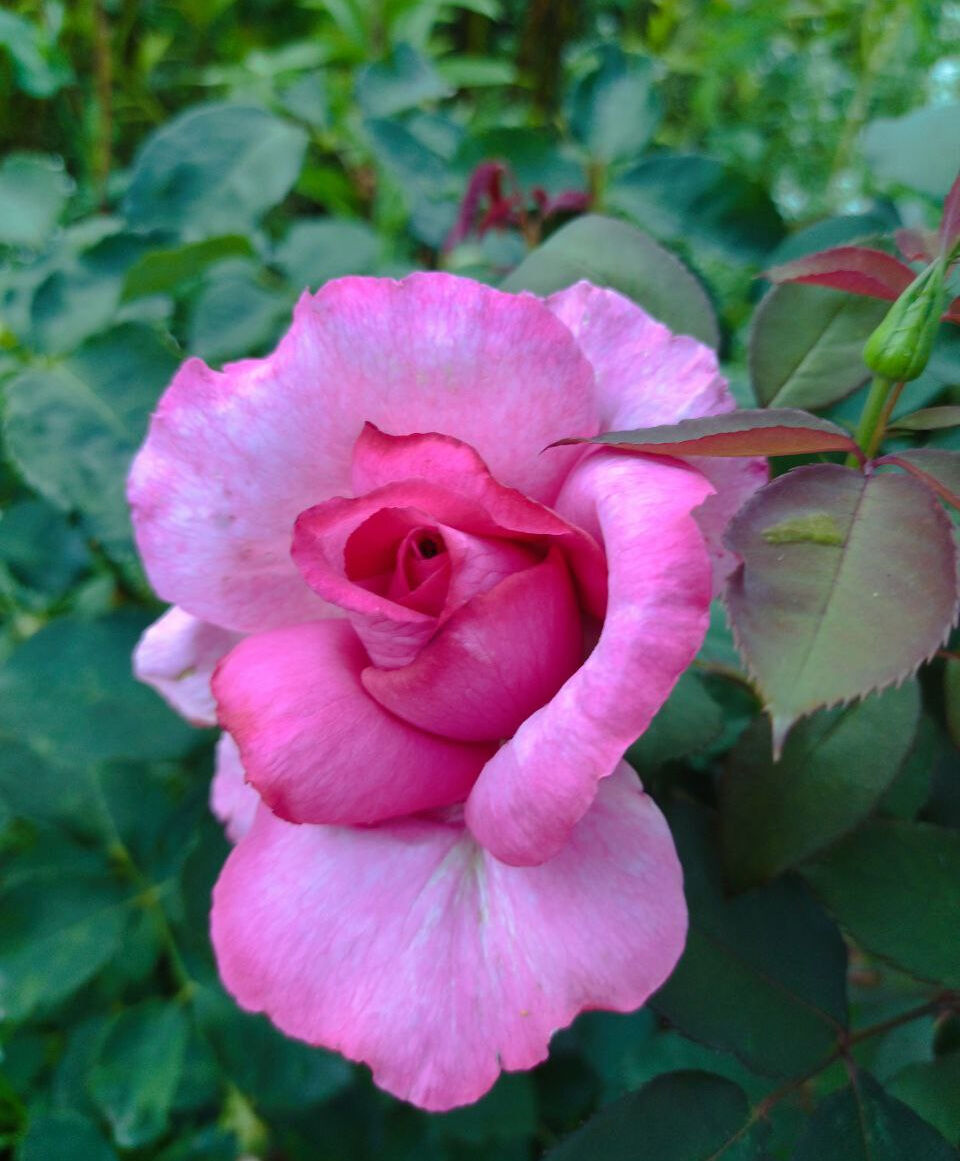 Rosa Ultima: A Rendezvous with One Flower ~ Fragrance Reviews