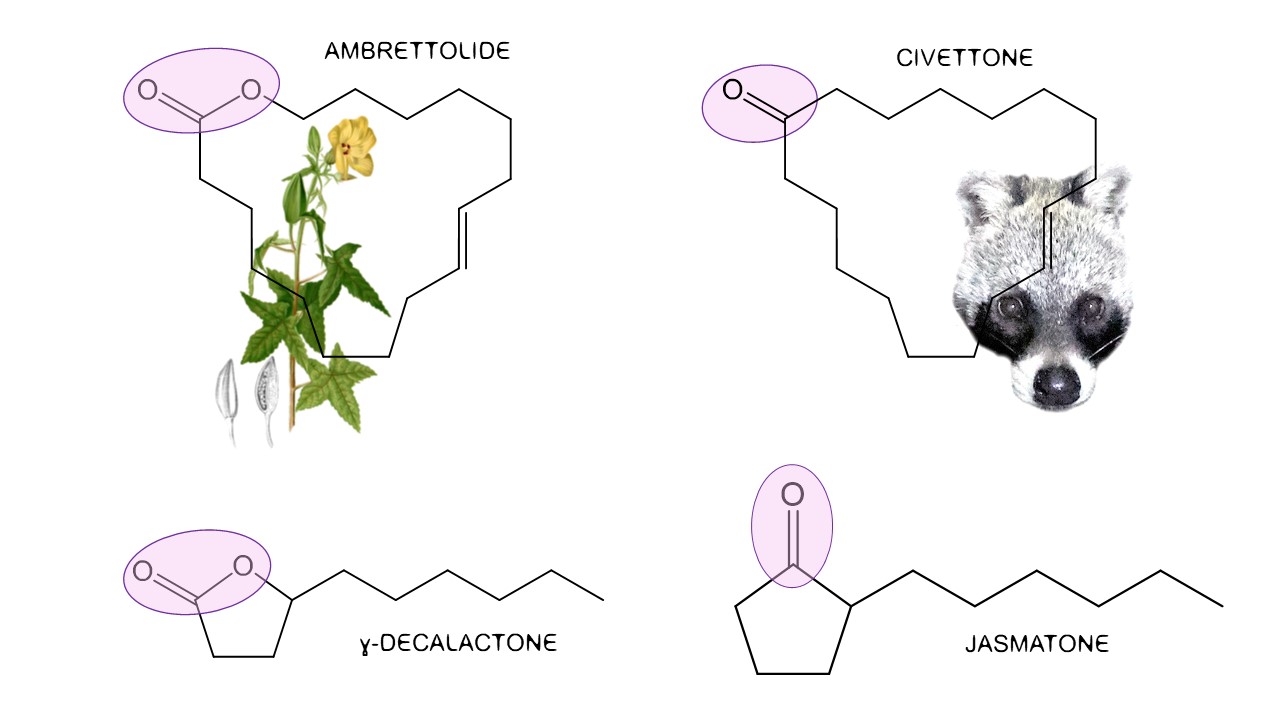 Bitter Peaches: Peaches in Perfumery ~ Raw Materials