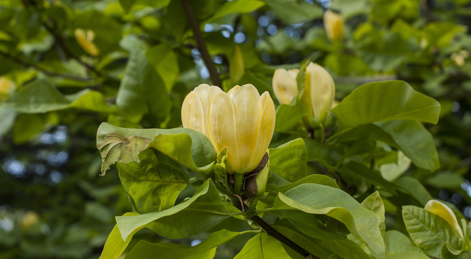 Magnolia City by DS & Durga ~ Duftneuheiten