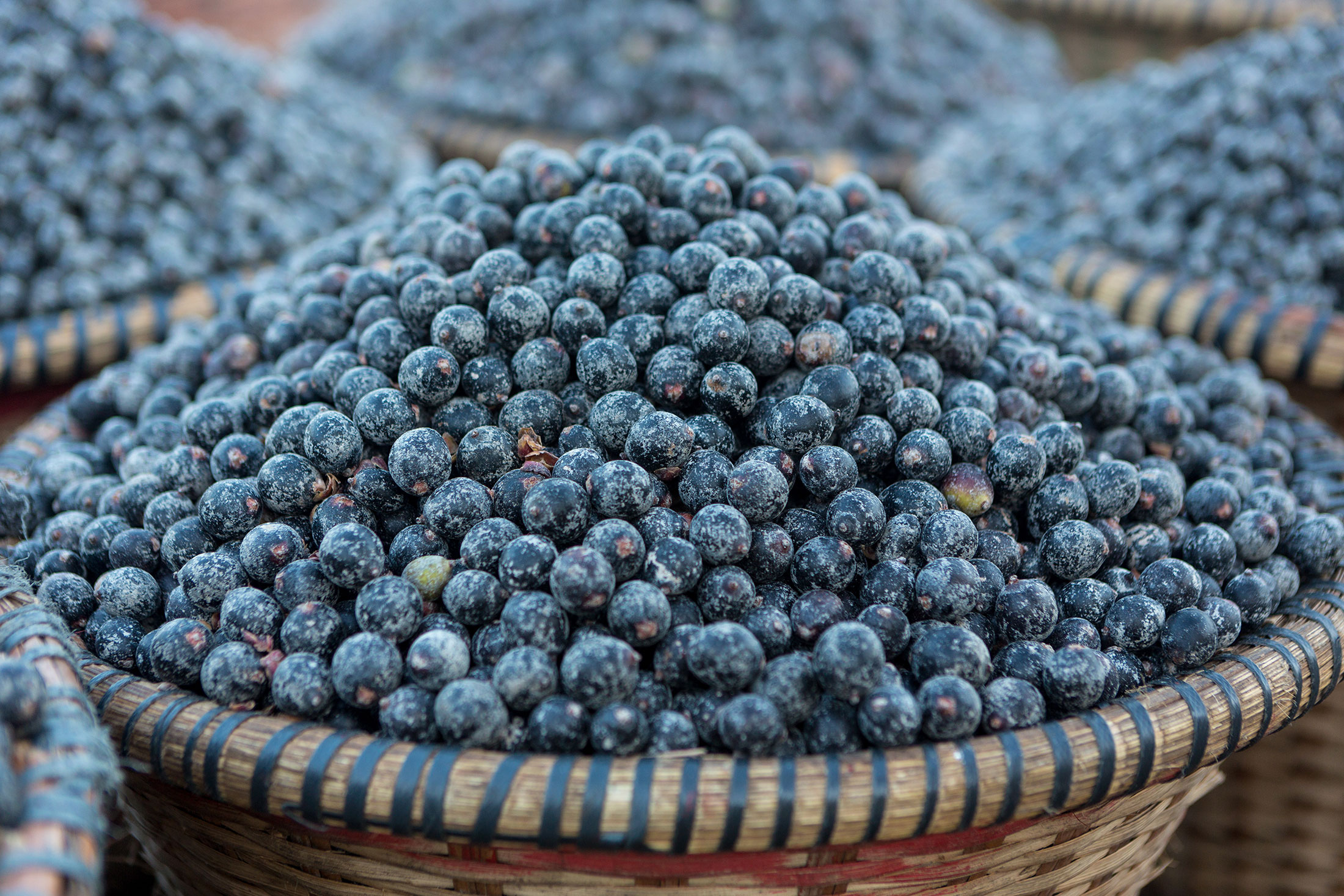Açaí in Legend, Nature, Food and Perfumery ~ Raw Materials