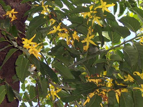 Haute Claire Aftelier Natural Perfume Giveaway ~ Natürliche Parfümerie