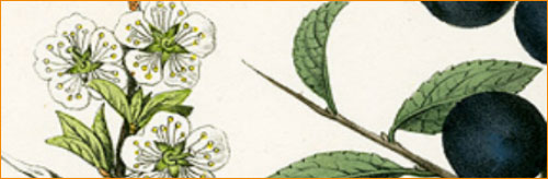 Crow Perfume: Interview with Emily Lape ~ Niche Perfumery