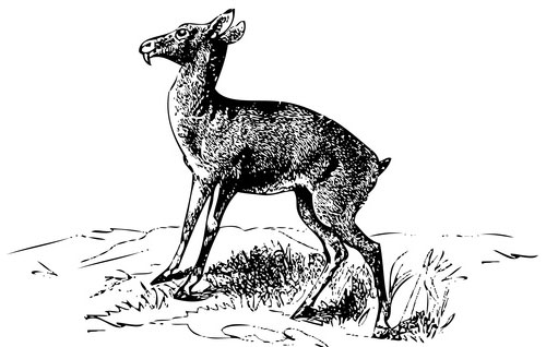 Musk ~ Raw Materials