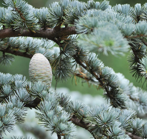 Nota de cedru in parfumuri ~ materii prime