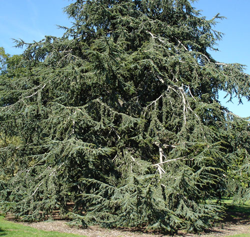 Nota de cedru in parfumuri ~ materii prime