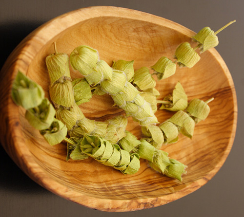 MOUNTAIN TEA: Sideritis, The Humble ~ Raw Materials