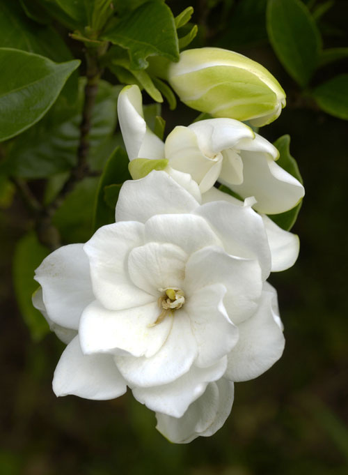 Fleurs de Gardenia de Creed ~ Fragrancias Nicho