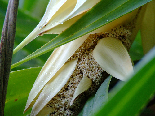 Pandanus ~ Raw Materials