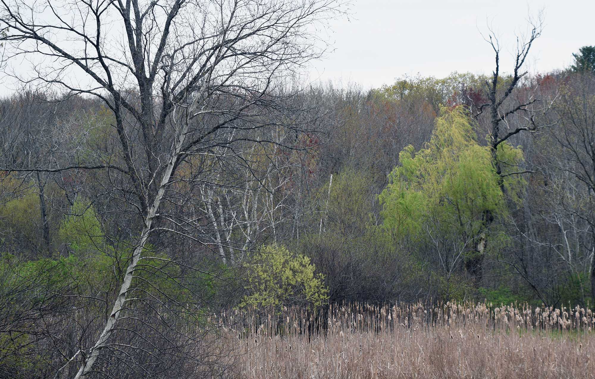 GUY FOX's Nelson Brings Us to the Woods and the Waves ~ Fragrance Reviews