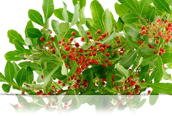 Note du Jour: Pink Pepper ~ Raw Materials