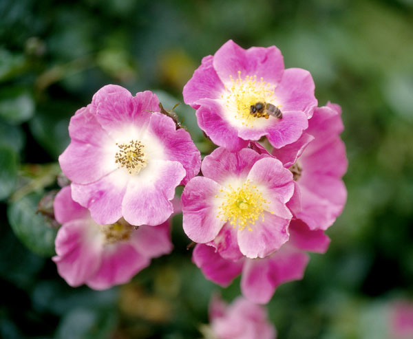 Les Parfums de Rosine Introduces MAJALIS ~ Niche Perfumery