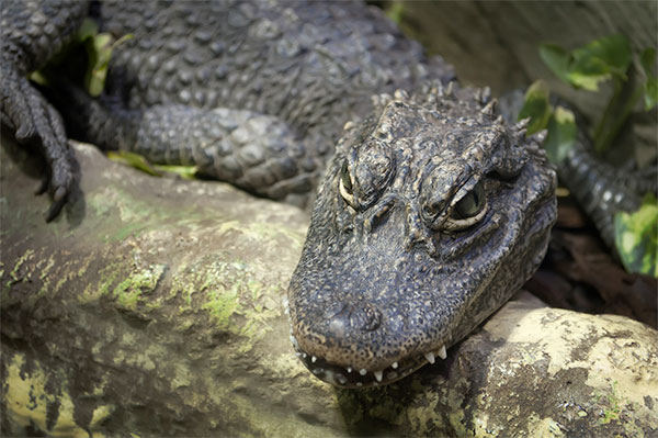 Natural and Synthetic Musk ~ Raw Materials