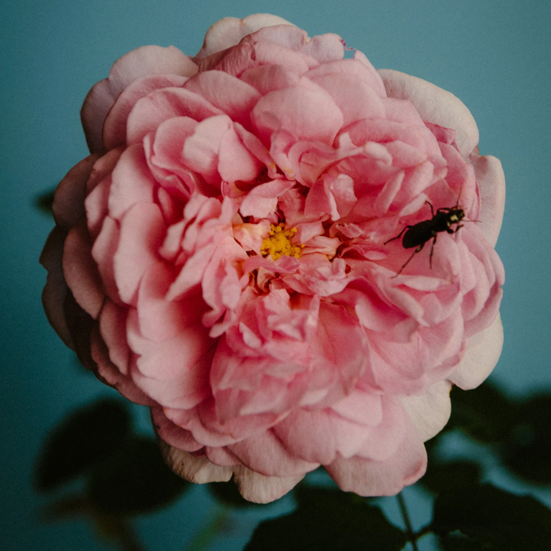 Perfumer H Rose With Insect: A Gothic Rose With a Successful but ...