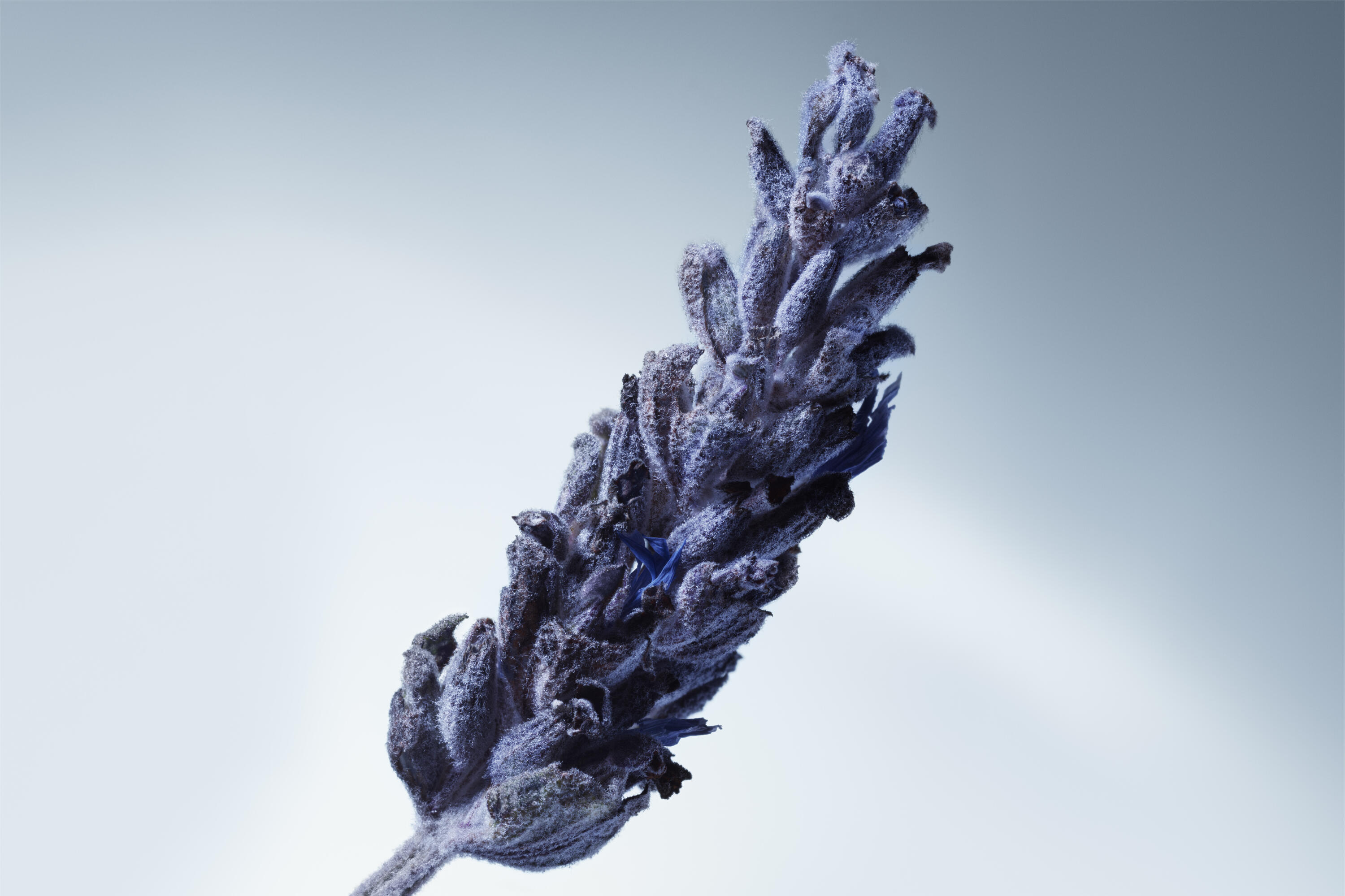 Ravine Ice: Cooling Icicles from the Middle East ~ Fragrance Reviews