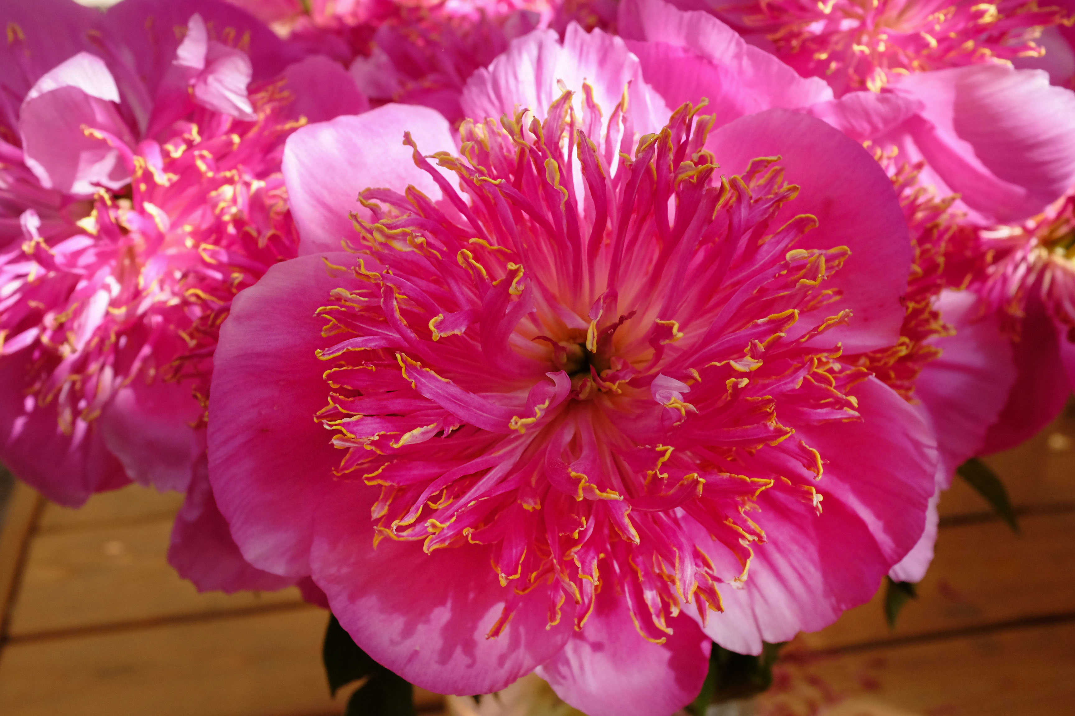 Peonies in Perfumery and Cultivation ~ Raw Materials