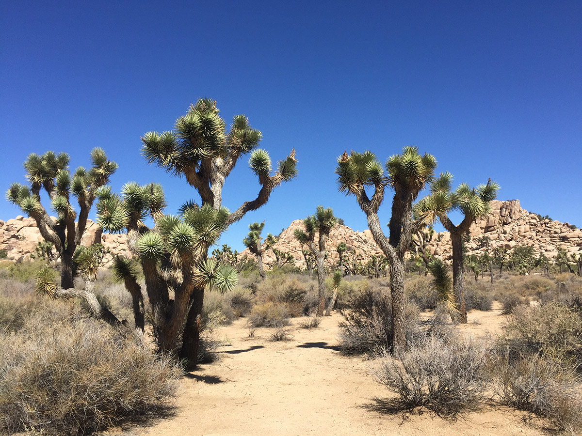 Leggy and Shaggy Free Spirit: The Joshua Tree ~ Scented Home & Garden