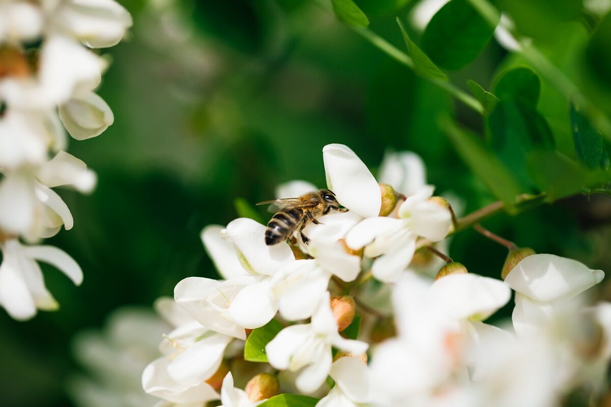 Arkano Delle Stelle by V Canto: Blossoms of Fragrant Acacia ~ Fragrance ...