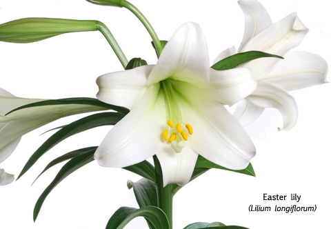 (SDA) botovi na Klix portalu - Forum Klix.ba