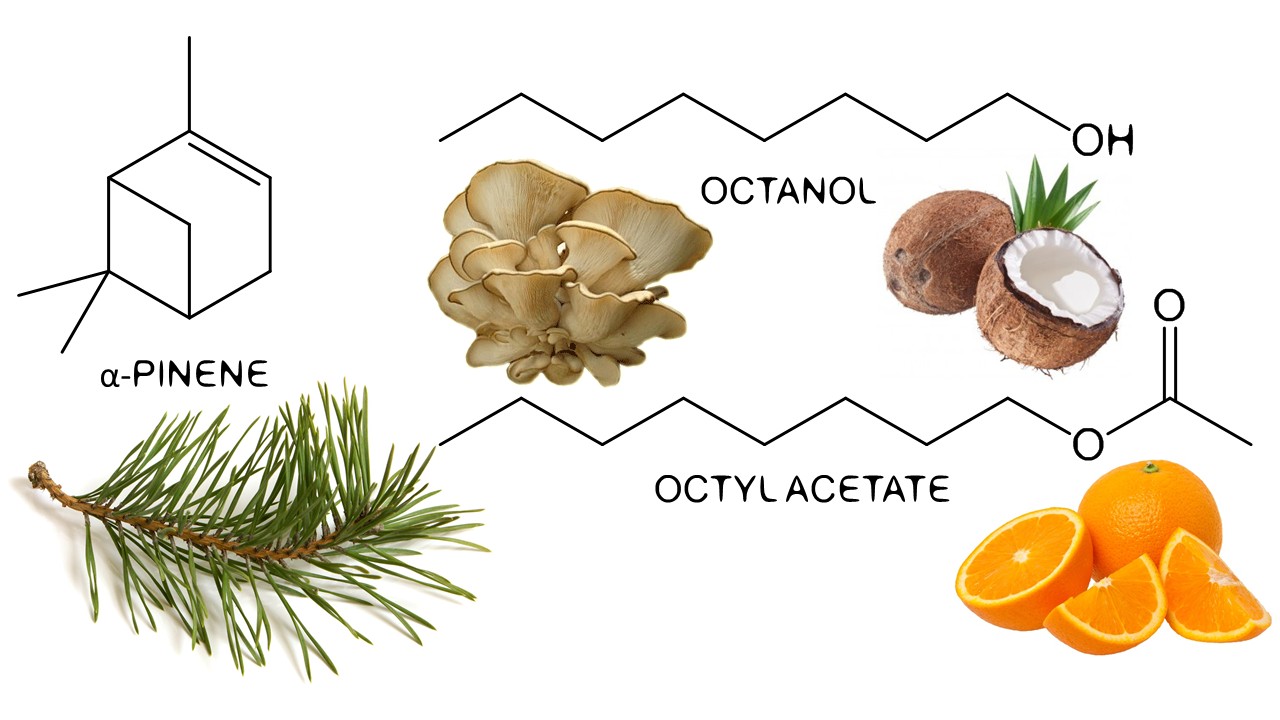 Incense Perfumes and Recent News ~ Raw Materials