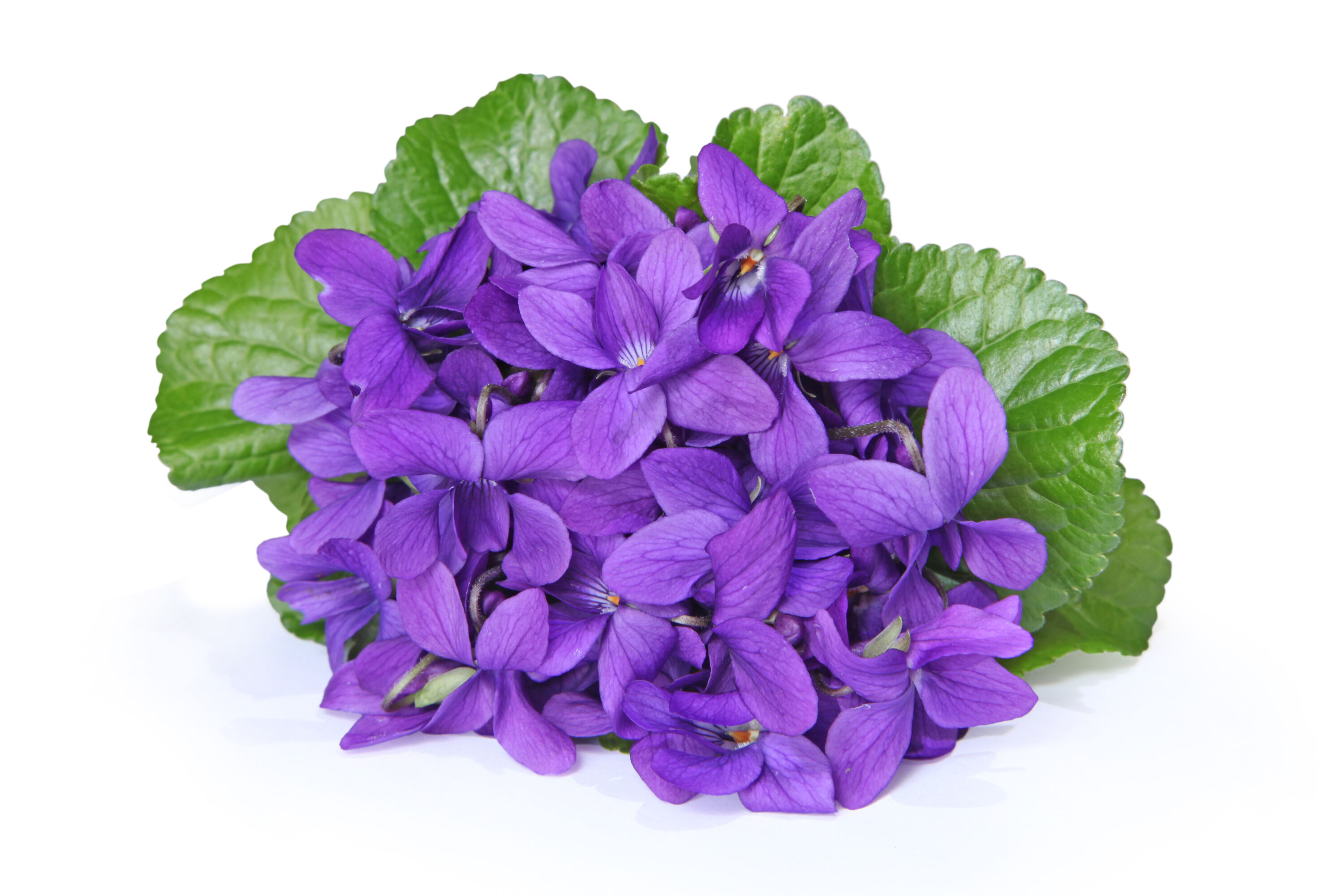 Le Jardin Retrouve Violette Kew vs History Parfums French Violet ...