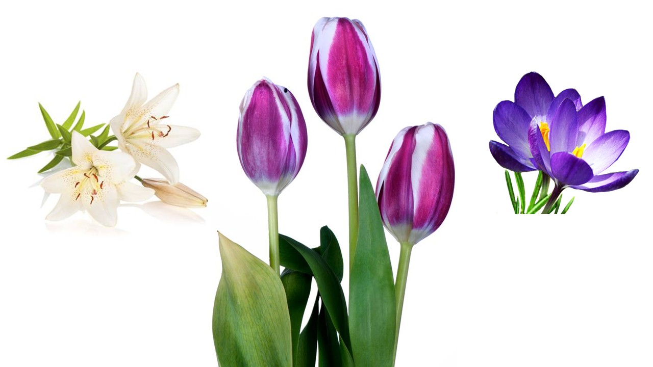 Colore e Odore, Parte III: Tulipano ~ Materie Prime