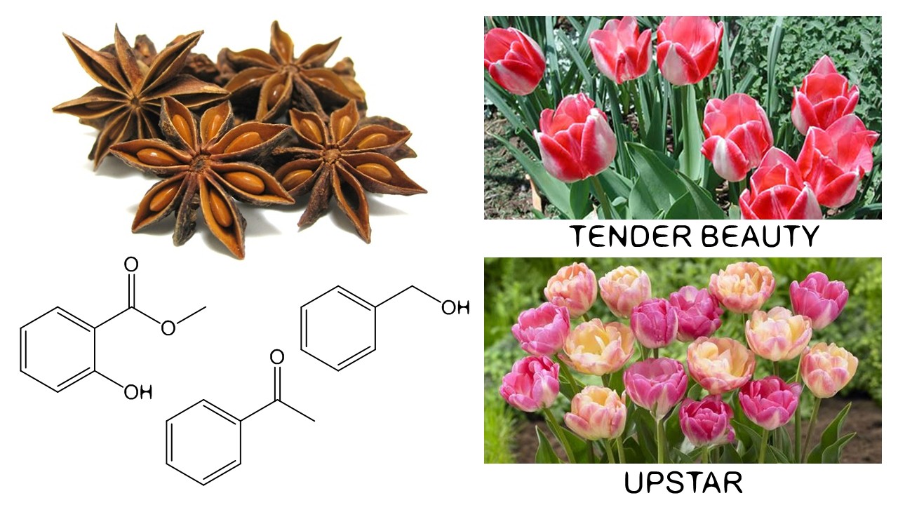 Color and Smell, Part III: Tulip ~ Raw Materials