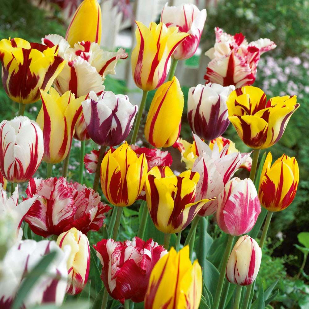 Cor e Cheiro, Parte III: Tulipa ~ Matérias primas