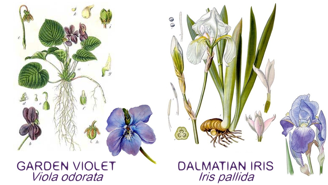 Hiram Green's Vivacious: Vivid Violets and Pansies ~ Natural Perfumes
