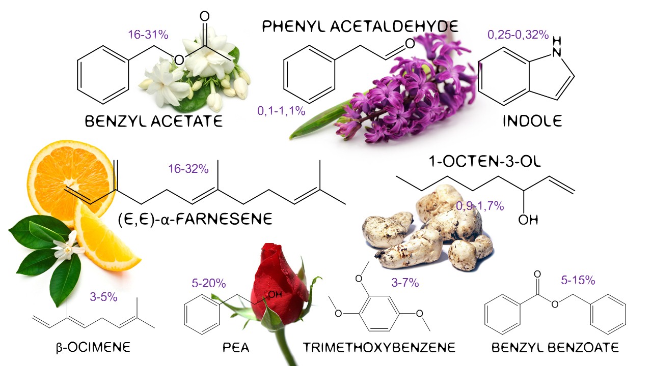 Color and Smell, Part IV: Hyacinth ~ Raw Materials