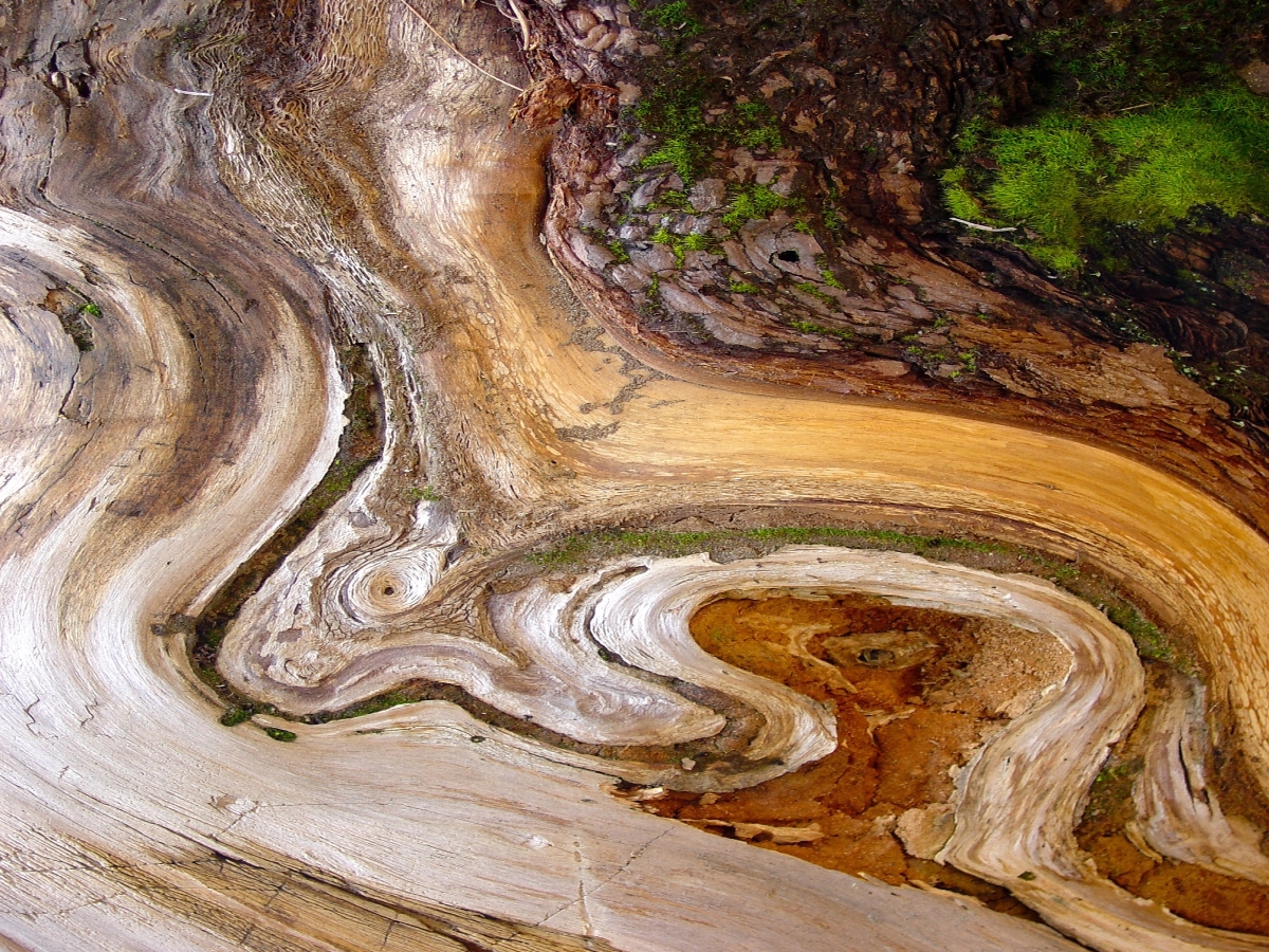 The House Of Oud: The Perfume with Oud Harvested in 2016 ~ Niche Perfumery