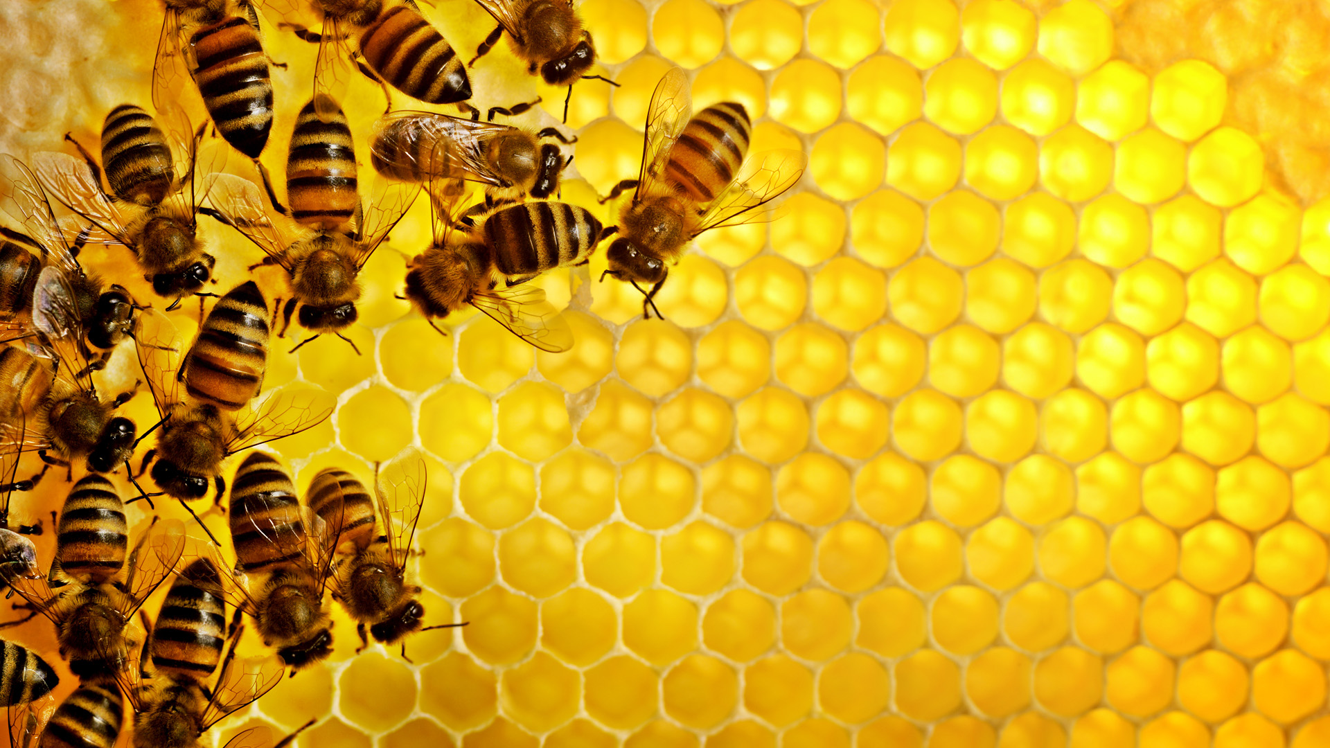 Honey Notes in Perfumery ~ Raw Materials