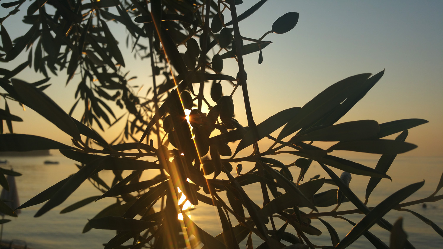 Corfu, Kumquats, Olives and The Land Of Corfu ~ Fragrances and Cultures