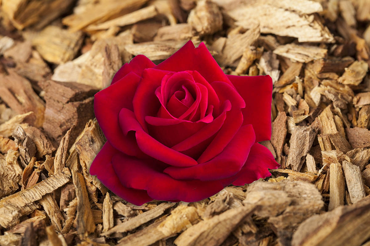 From the Forums: Seafaring, Acqua di Parma, & A Favorite Rose-Oud ...