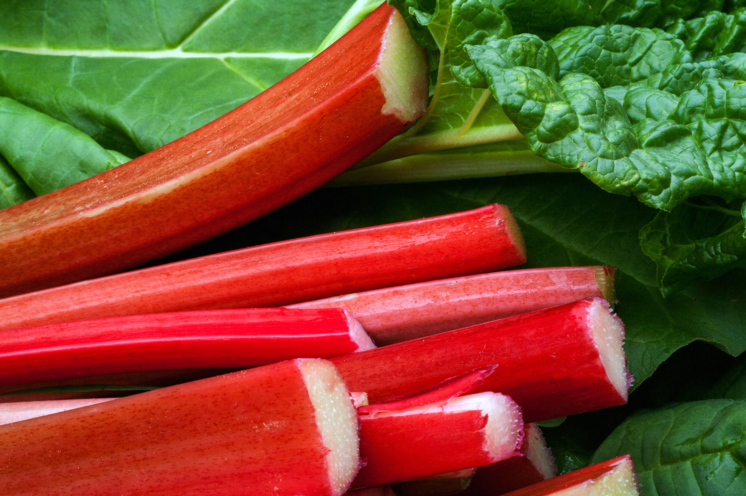 The Zoo: Raw Collection ~ Columns