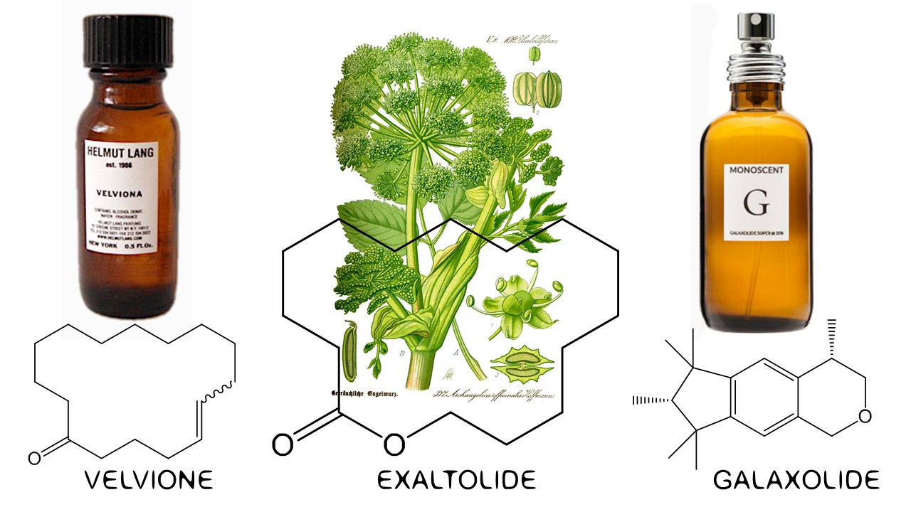 Paul Emilien Musc Angelique Review ~ Reviews