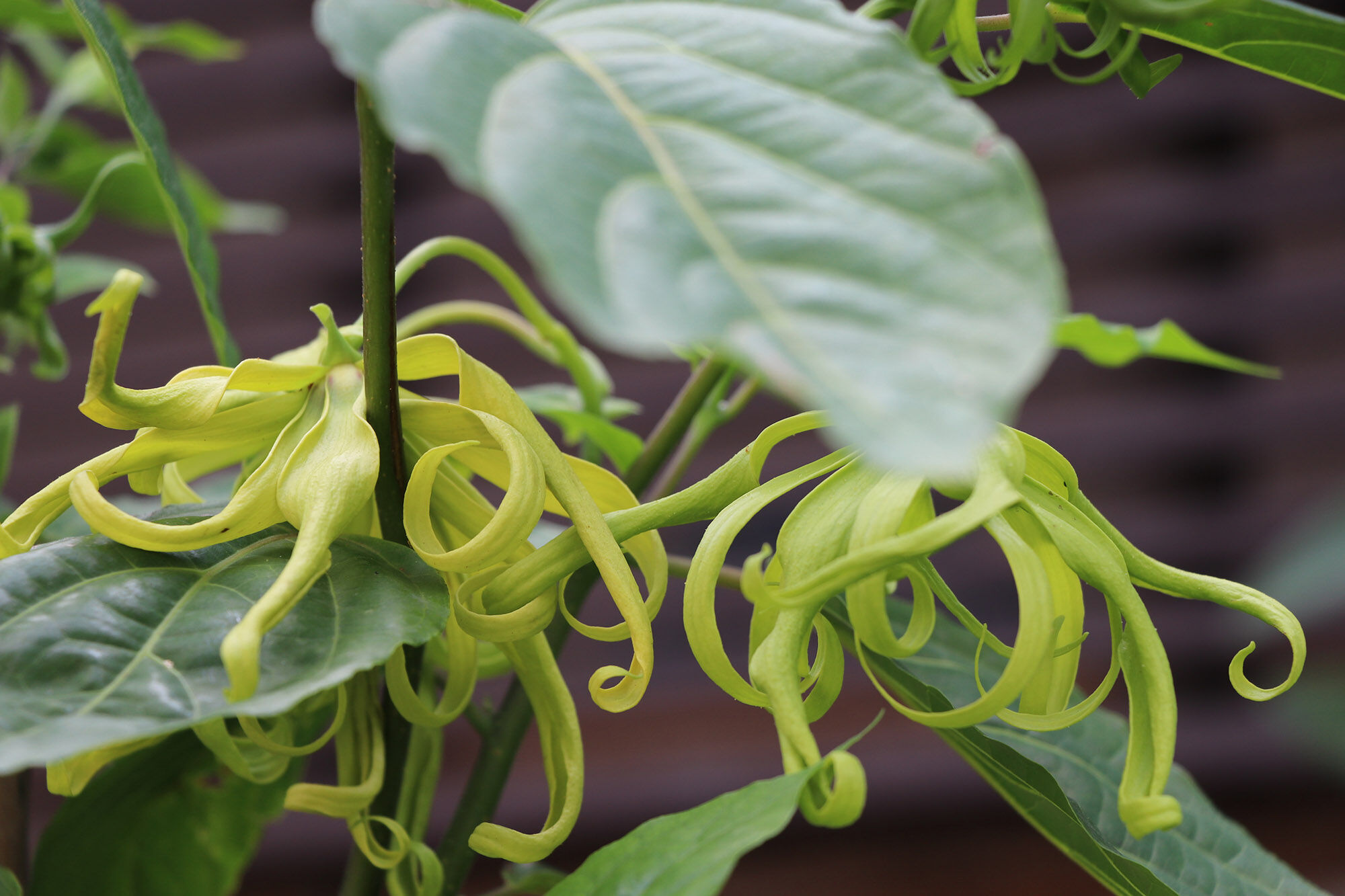O, Wilderness: Ylang-Ylang in Perfume ~ Fragrance News