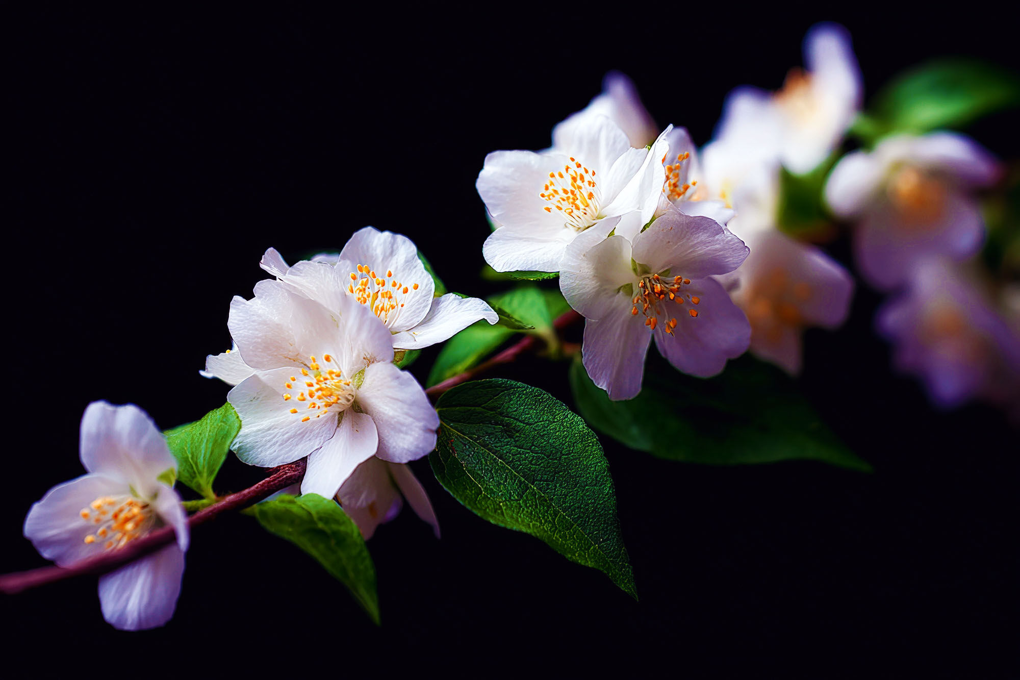 A Controversial Issue: Evil Flowers ~ Columns