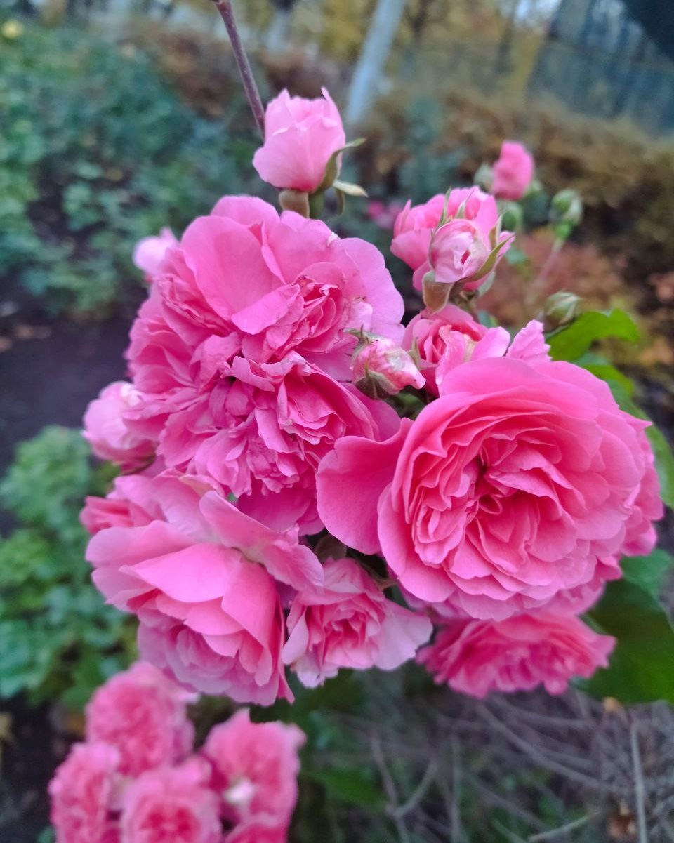 SANE WITCH'S LITTLE ROSE GARDEN: LUCE DI ROSA ACQUA DI PARMA ...