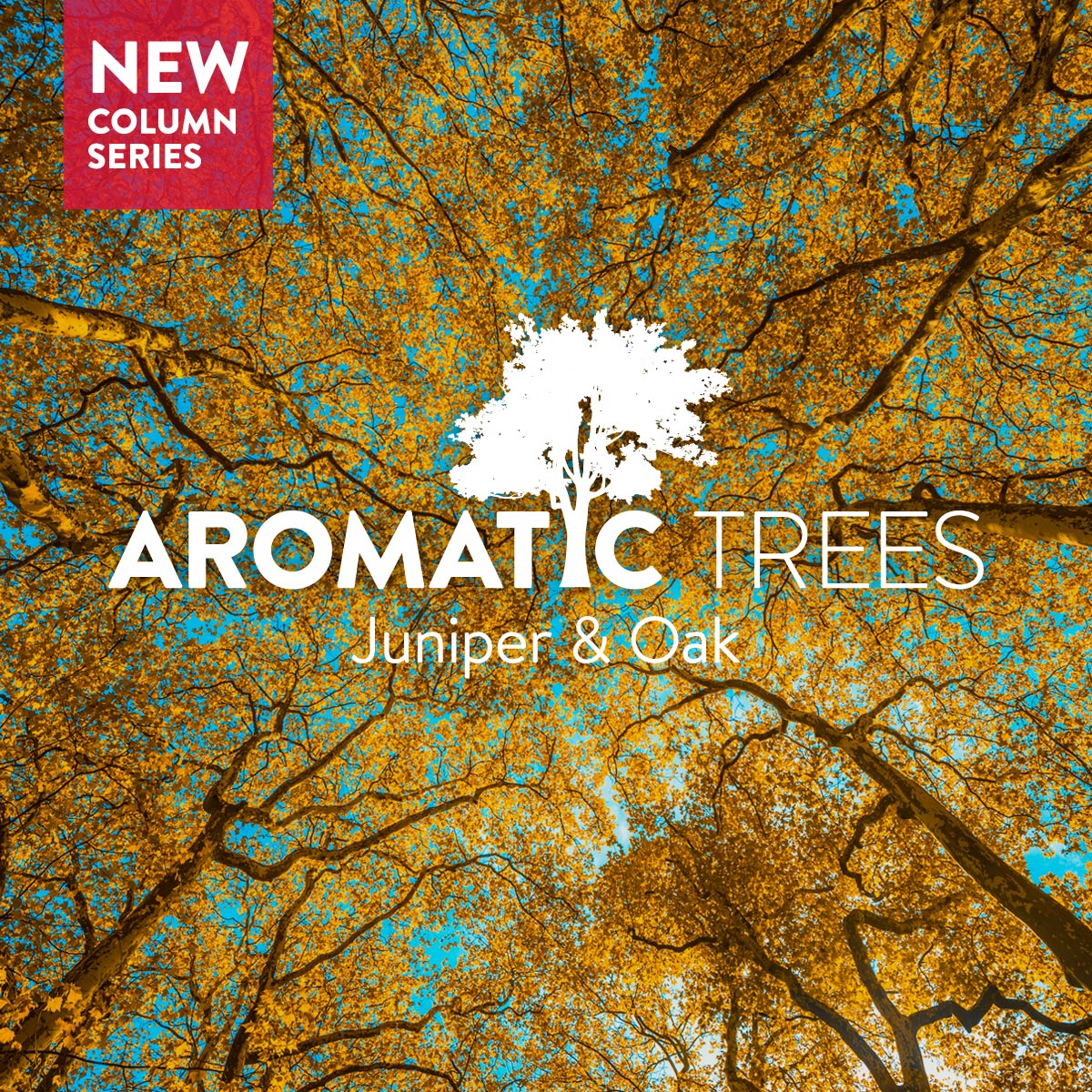 AROMATIC TREES Series: JUNIPER & OAK ~ Columns