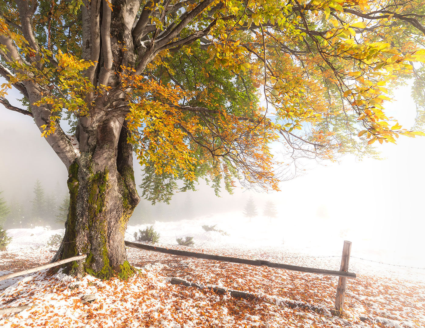 AROMATIC TREES Series: JUNIPER & OAK ~ Columns