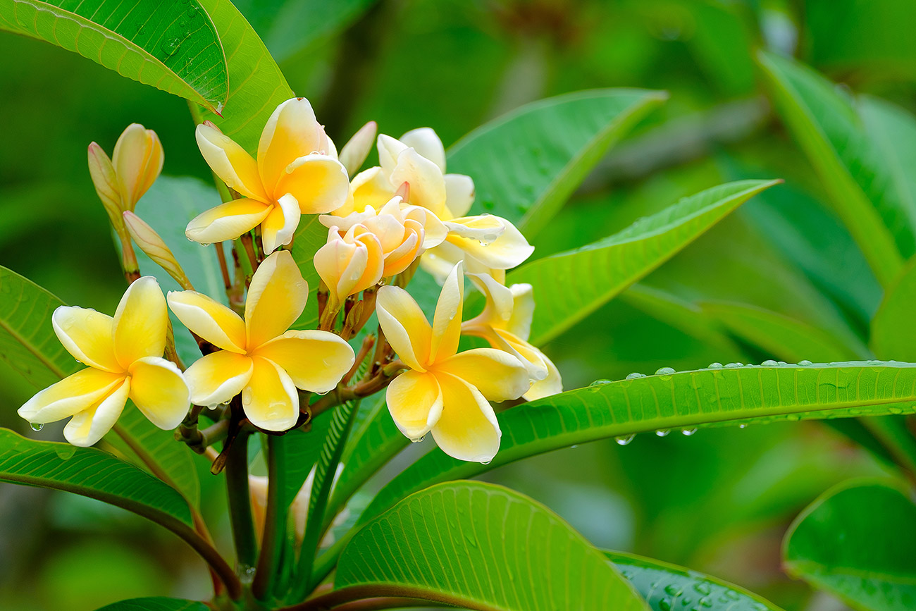 Aromatic Trees: Sandalwood and Plumeria ~ Columns
