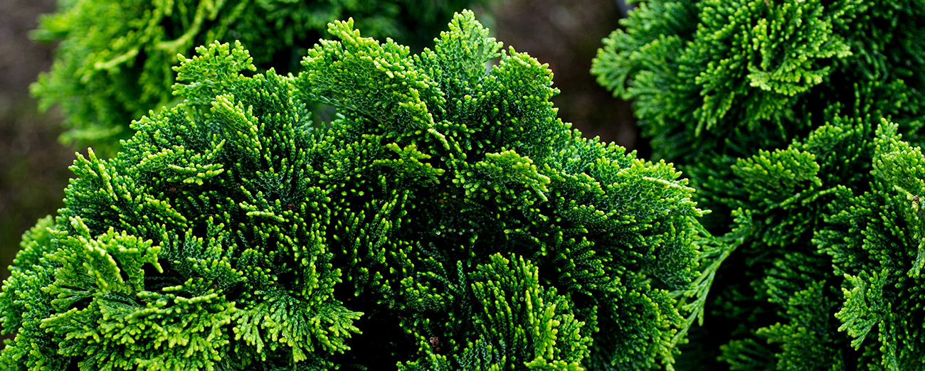 Aromatic Trees: Hinoki and Bamboo ~ Columns