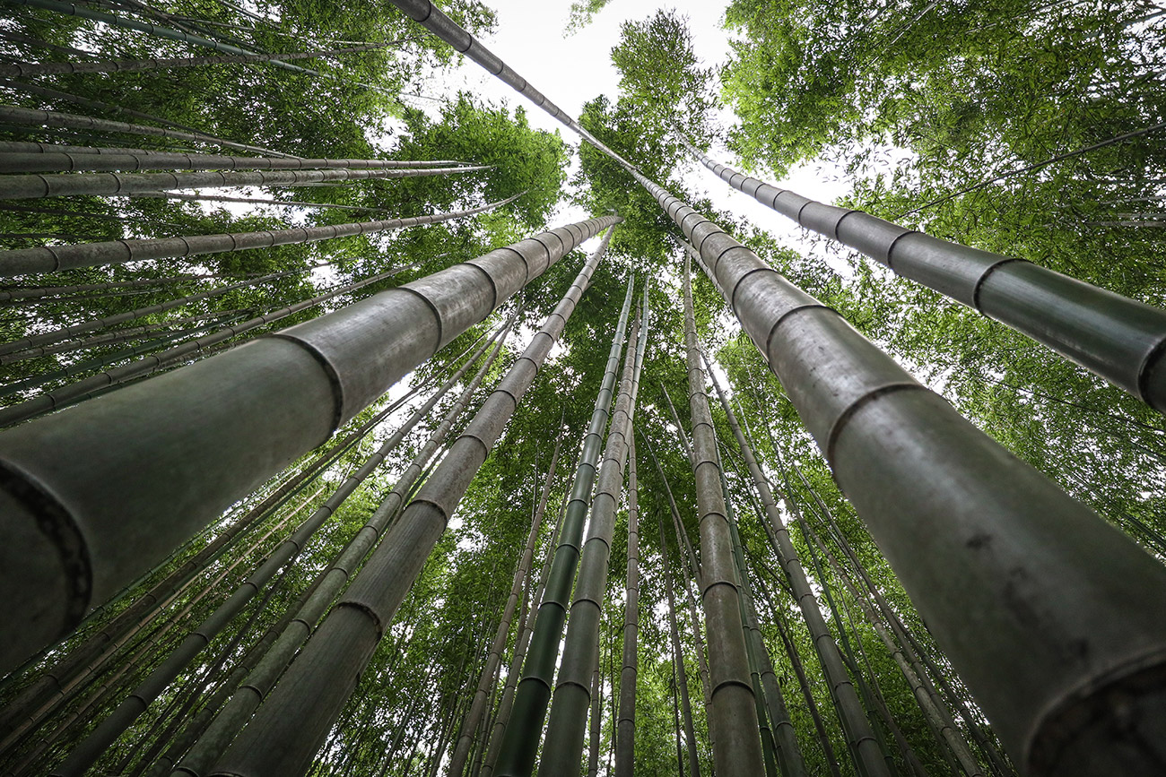 Aromatic Trees: Hinoki and Bamboo ~ Columns