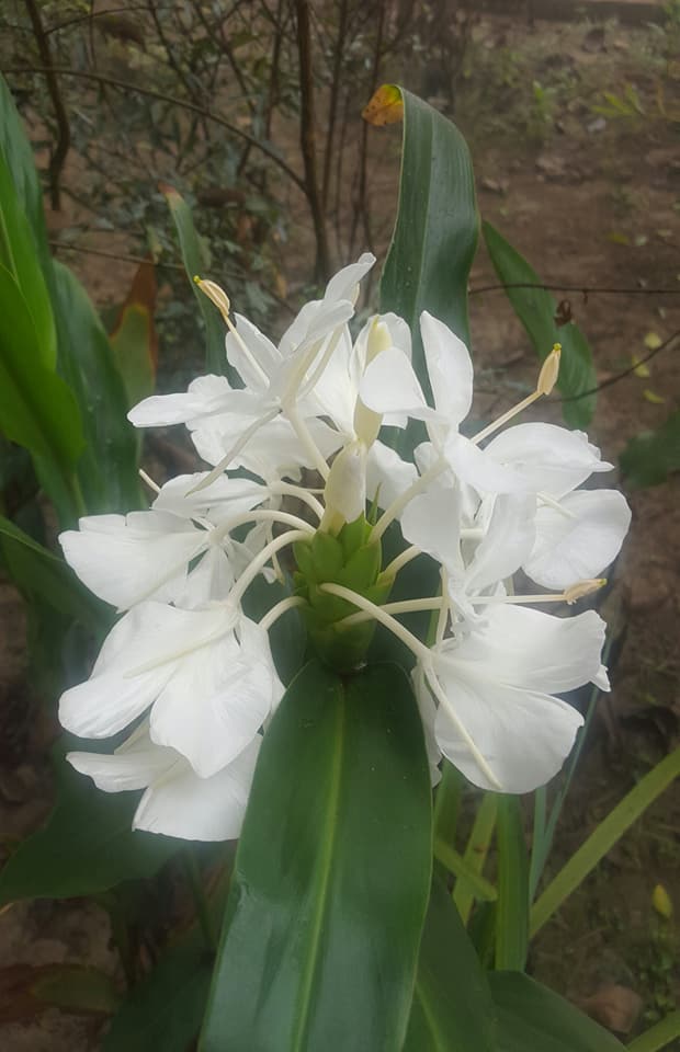 White Ginger Lily perfume ingredient, White Ginger Lily fragrance and ...
