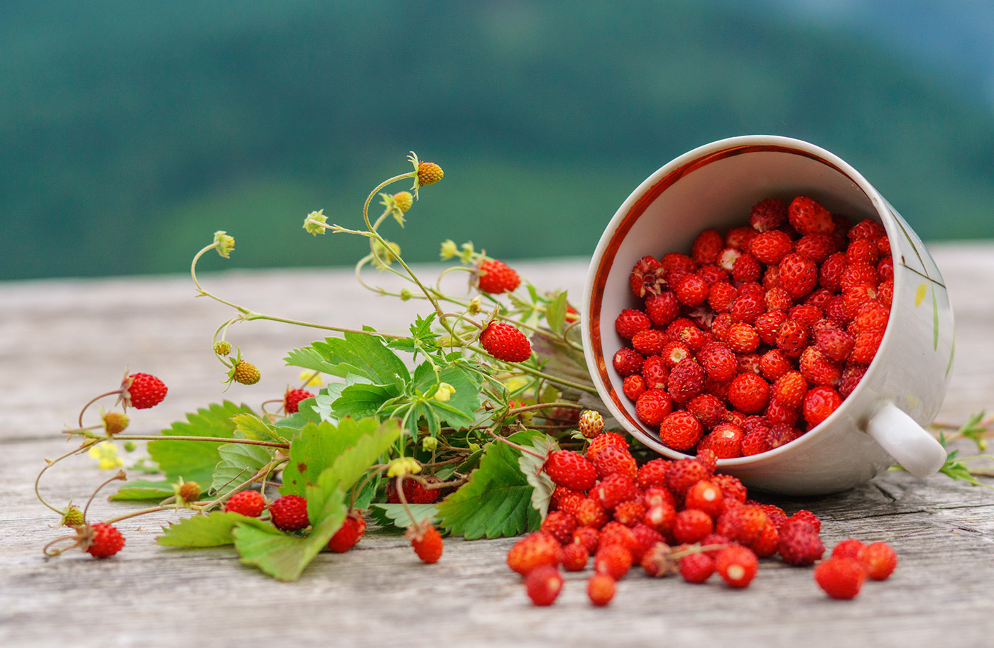 Kann Man Walderdbeeren Essen
