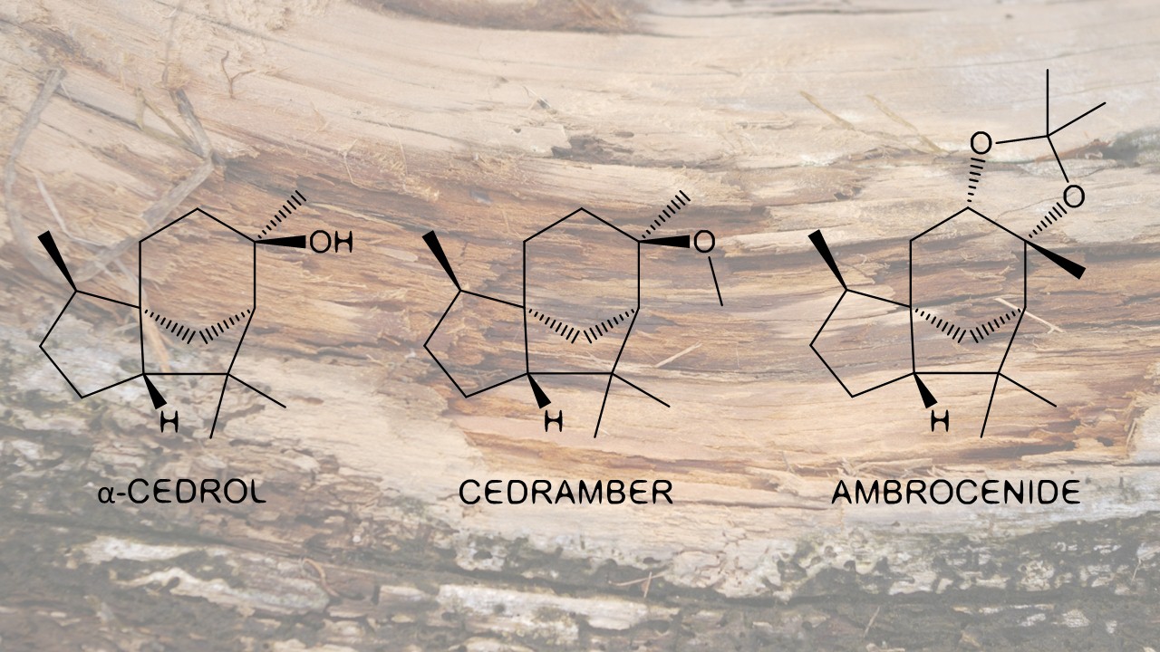 Cedar In Perfumery: Roots and Stumps ~ Raw Materials