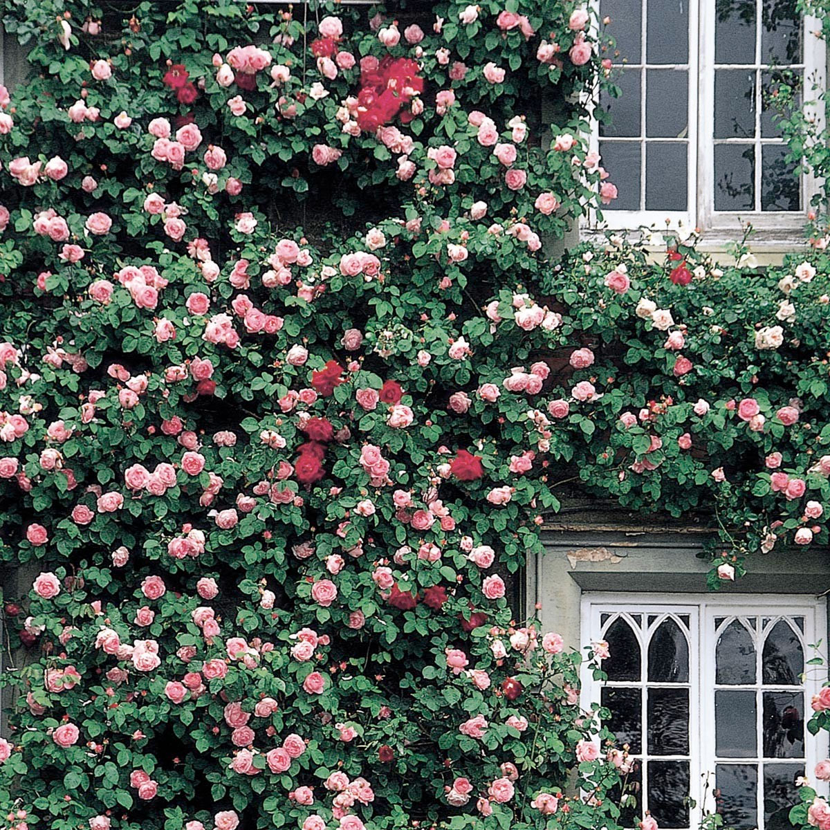 English Roses: Interview With The Famous Rosarian David Austin ...