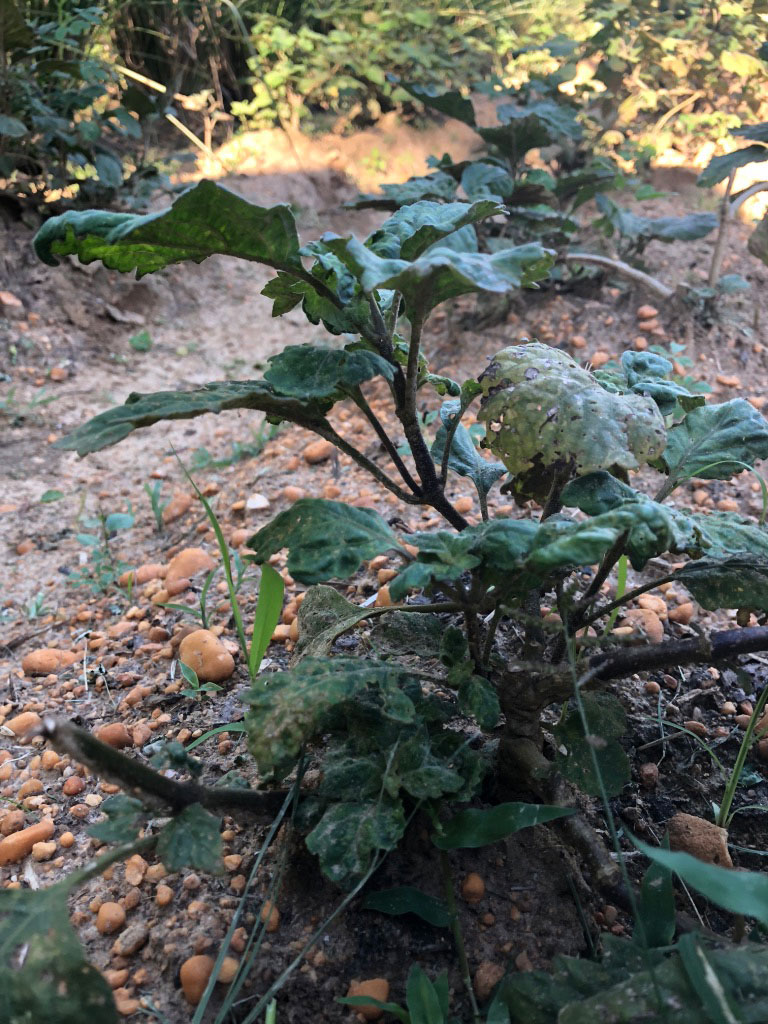 Indonesia Spotlight: Perfume Raw Materials, Patchouli ~ Raw Materials