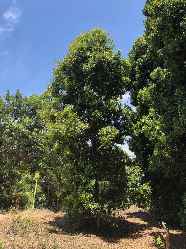 Indonesia Spotlight: The Potential of Clove ~ Raw Materials