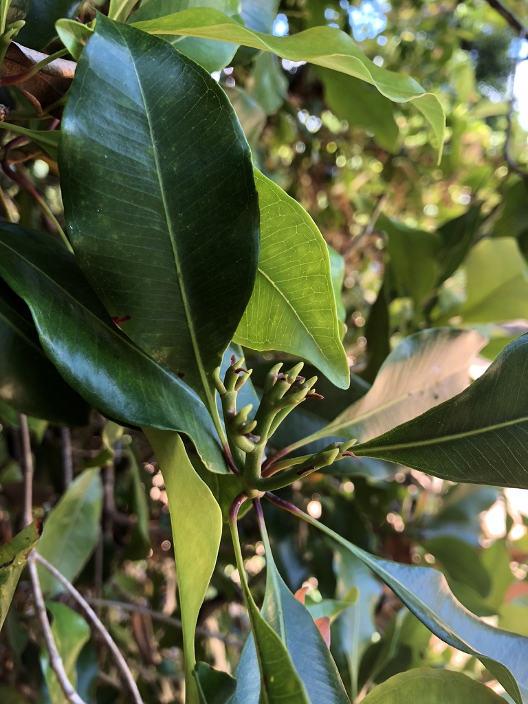 Indonesia Spotlight: The Potential of Clove ~ Raw Materials